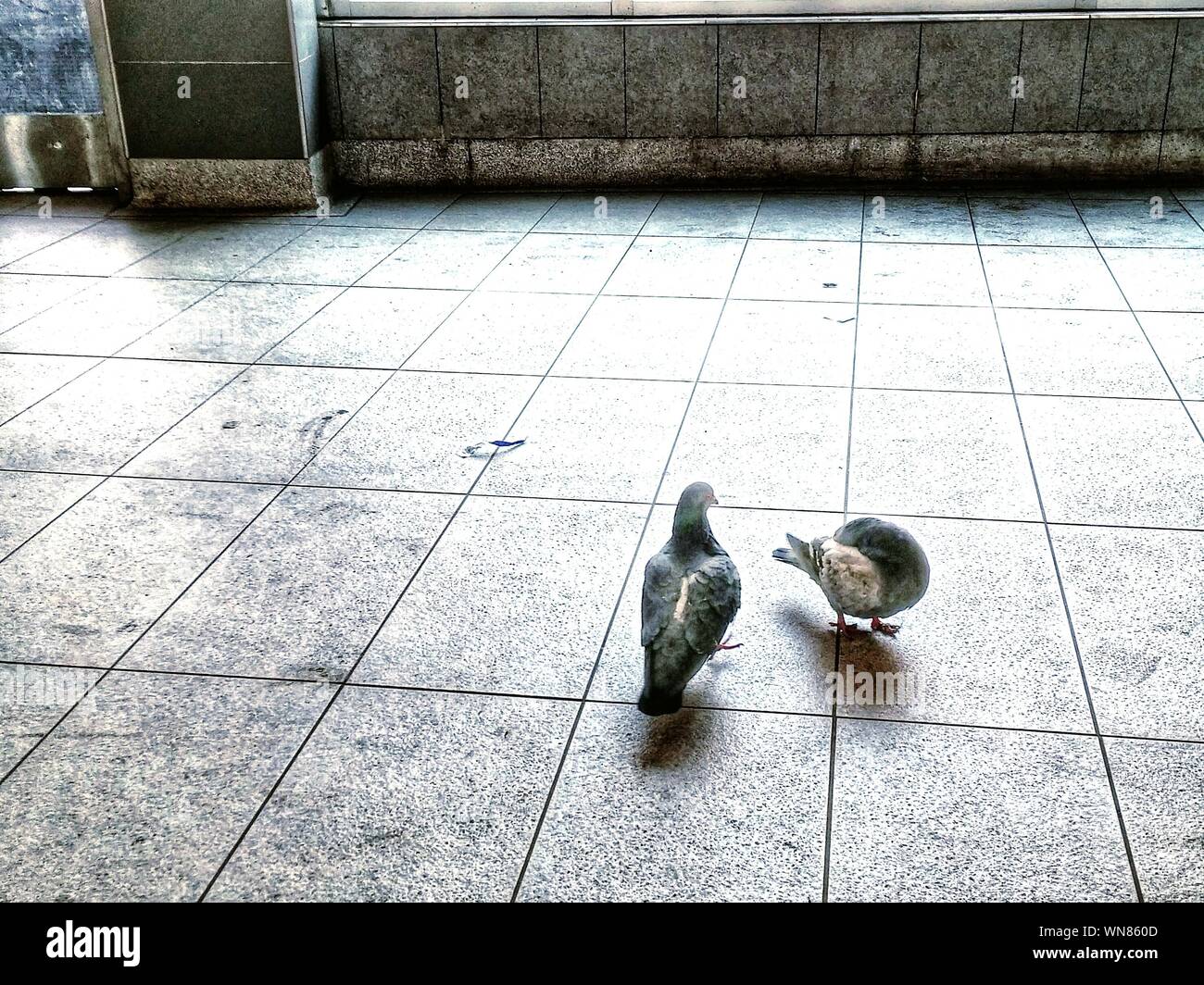 Preening Pigeon High Resolution Stock Photography and Images - Alamy