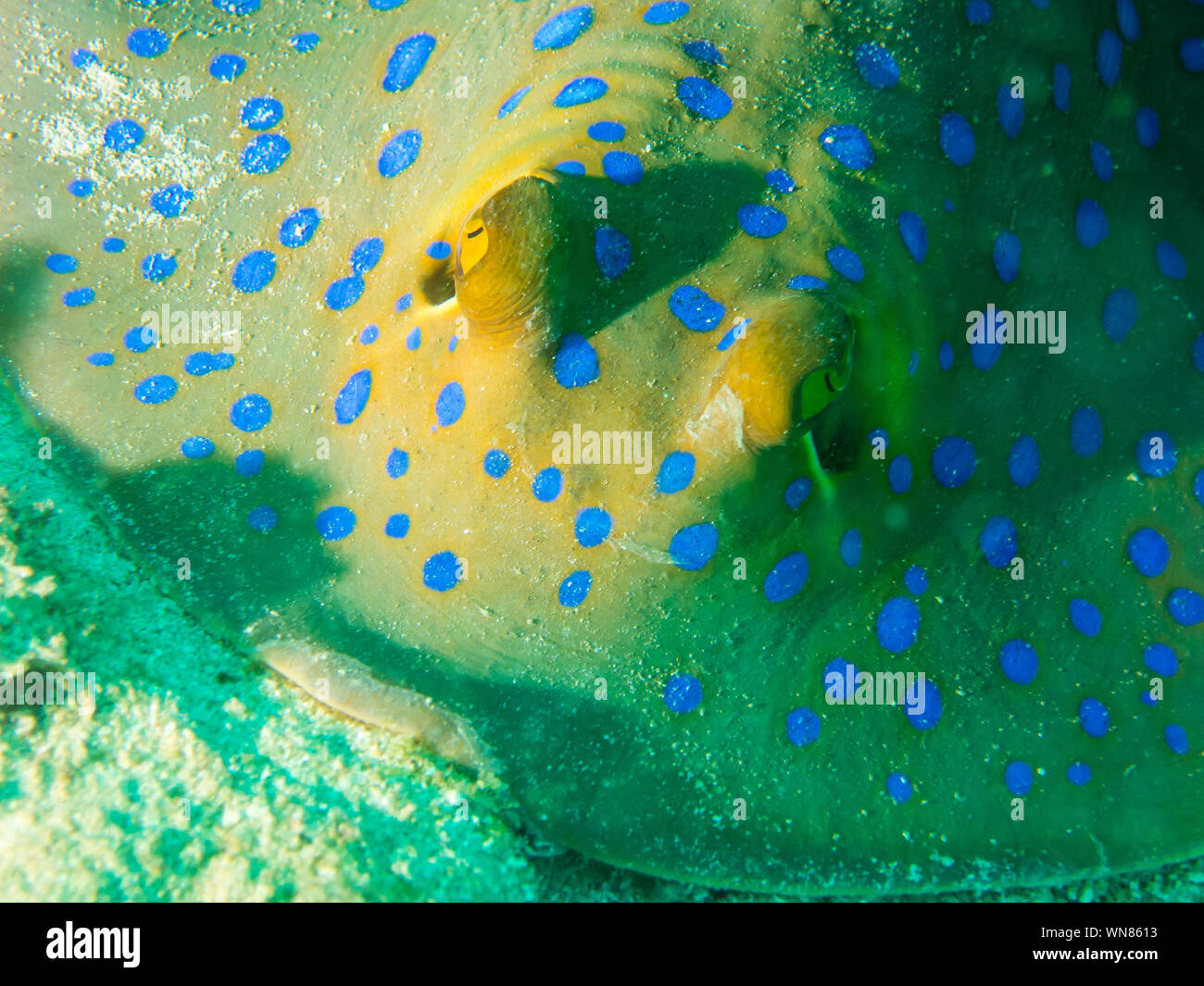 Blue Spotted Sting Ray Stock Photo - Alamy