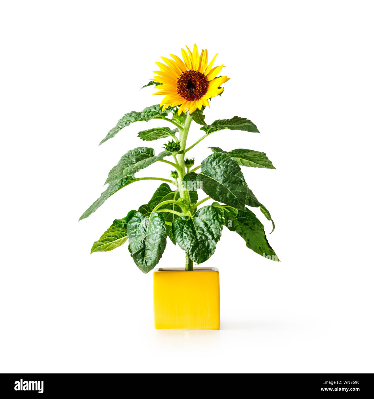 Sunflower flower in yellow vase. Helianthus perennial plant. Single ...
