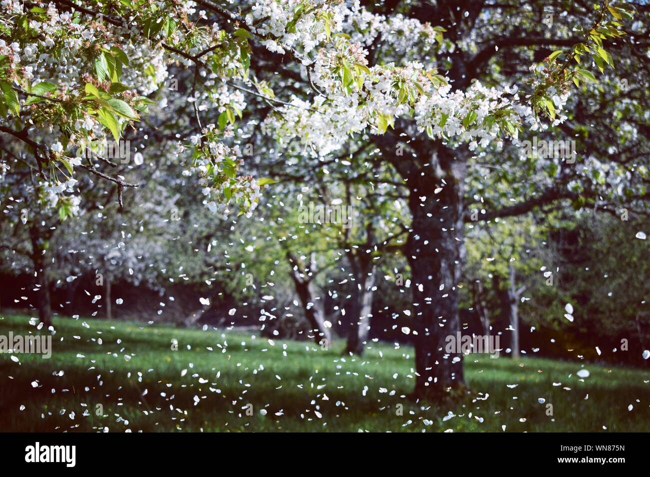 Blossom petals falling hi-res stock photography and images - Alamy