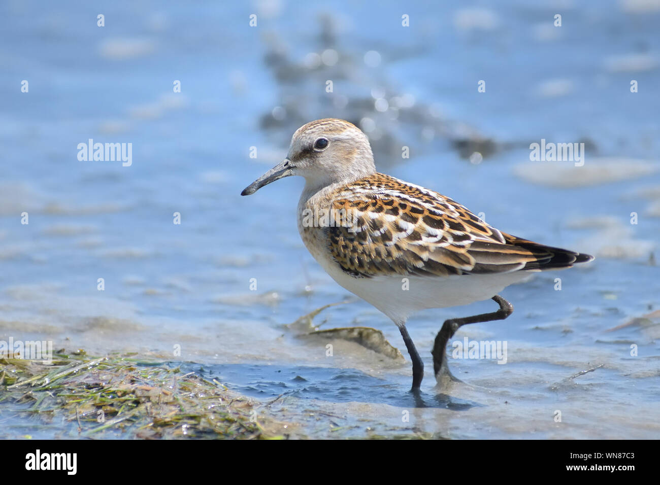Stint hi-res stock photography and images - Alamy