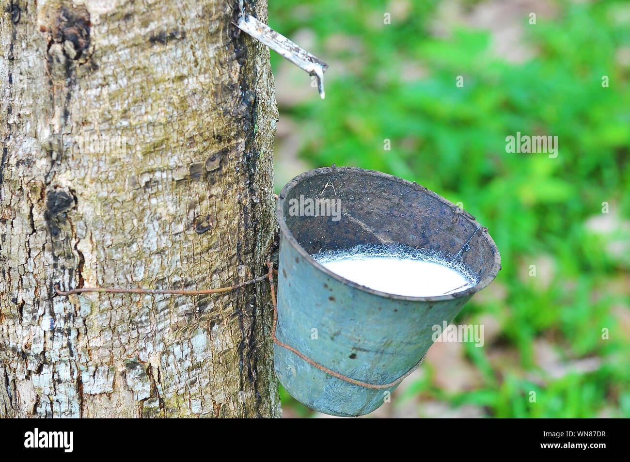 Bucket tree hi-res stock photography and images - Alamy