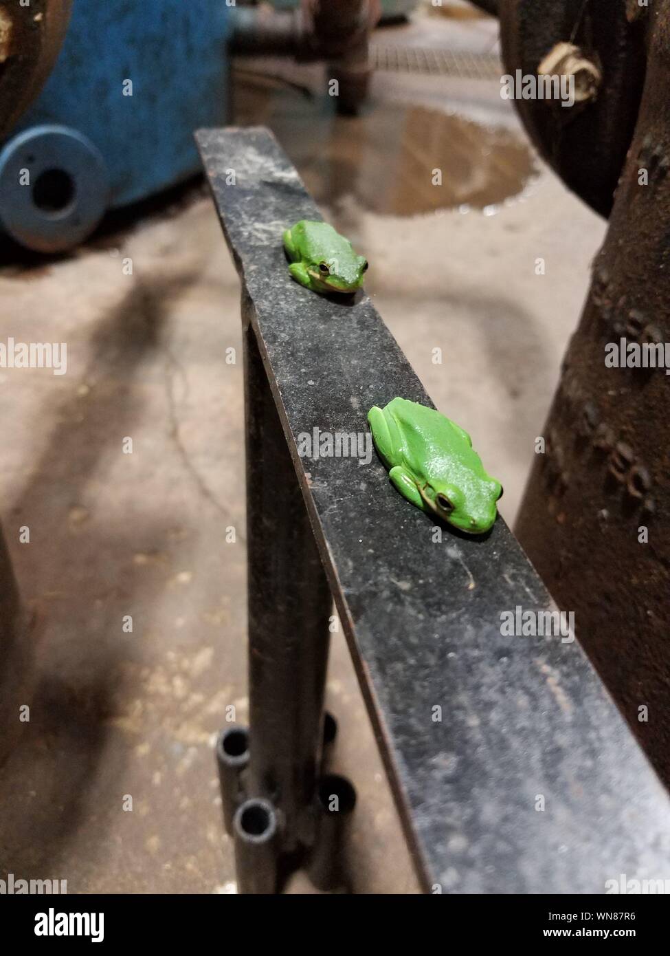 Metal frogs hi-res stock photography and images - Alamy