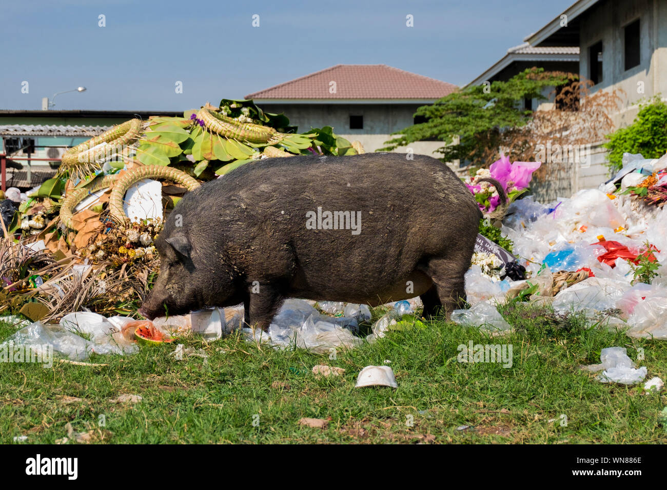 Big fat pig eating hi-res stock photography and images - Alamy
