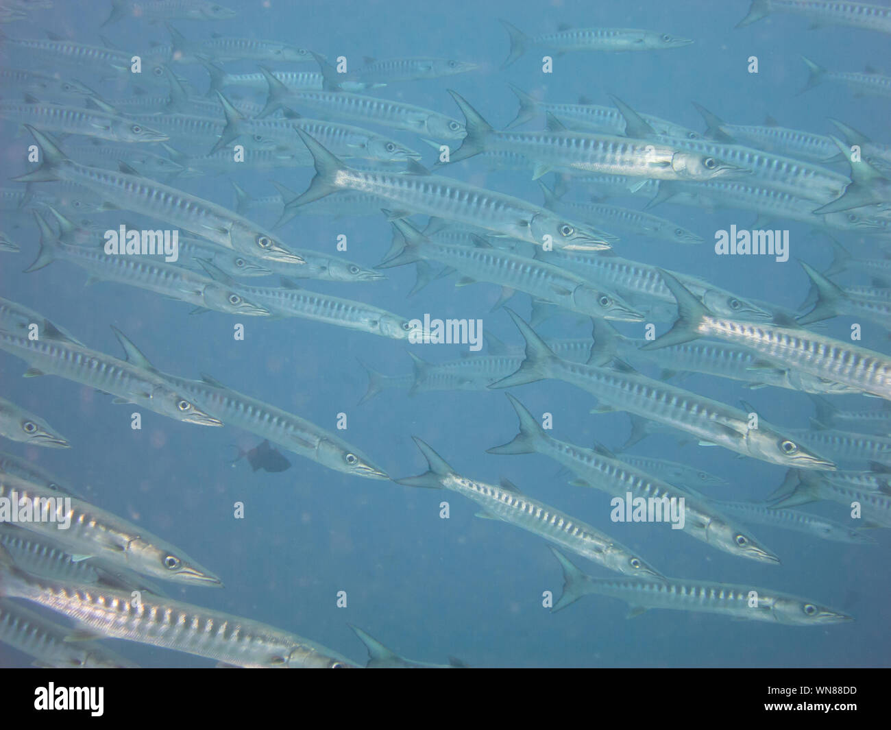 Underwater photography red sea hi-res stock photography and images - Alamy