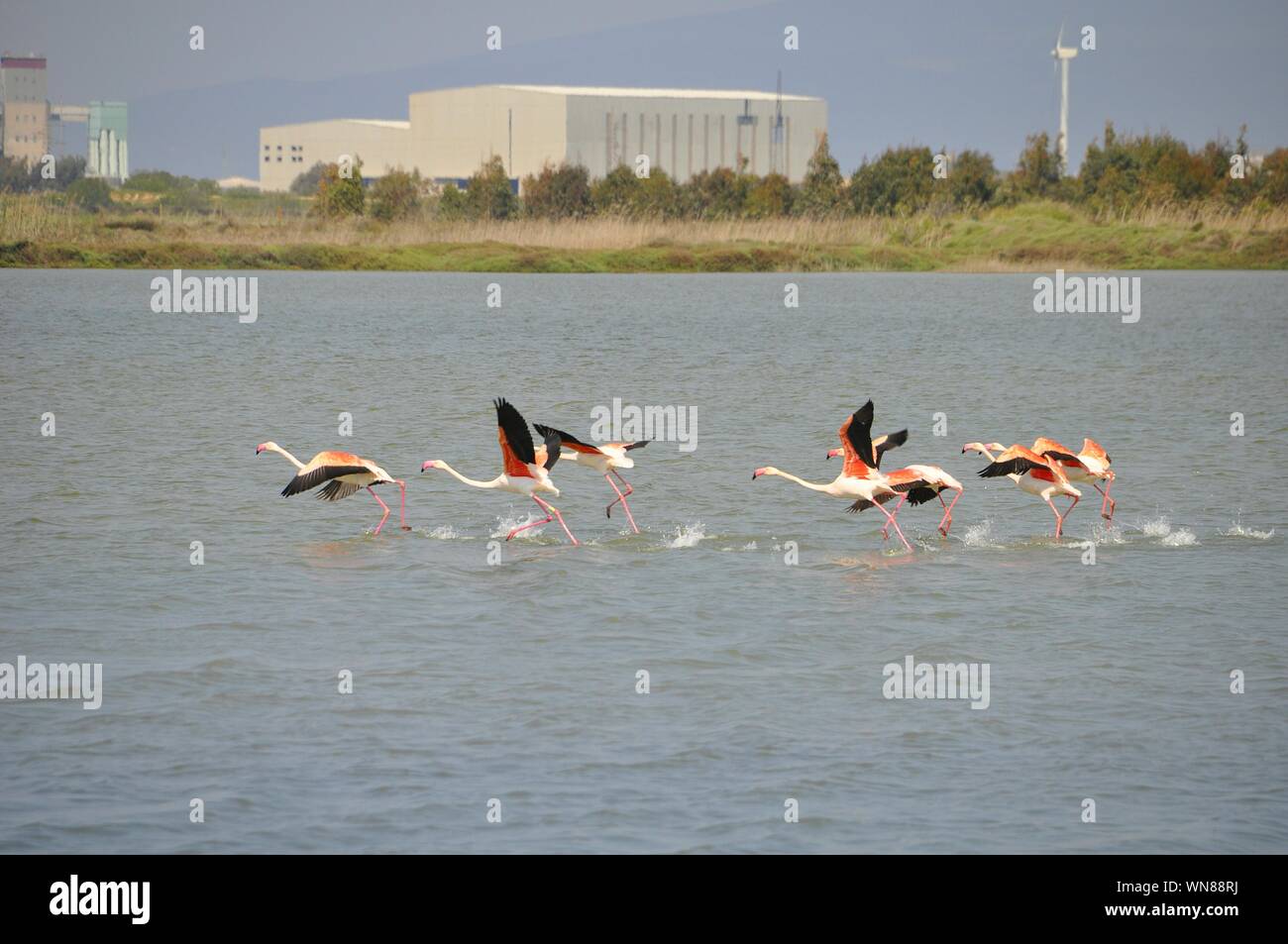 Flamingos flying over lake hi-res stock photography and images - Alamy