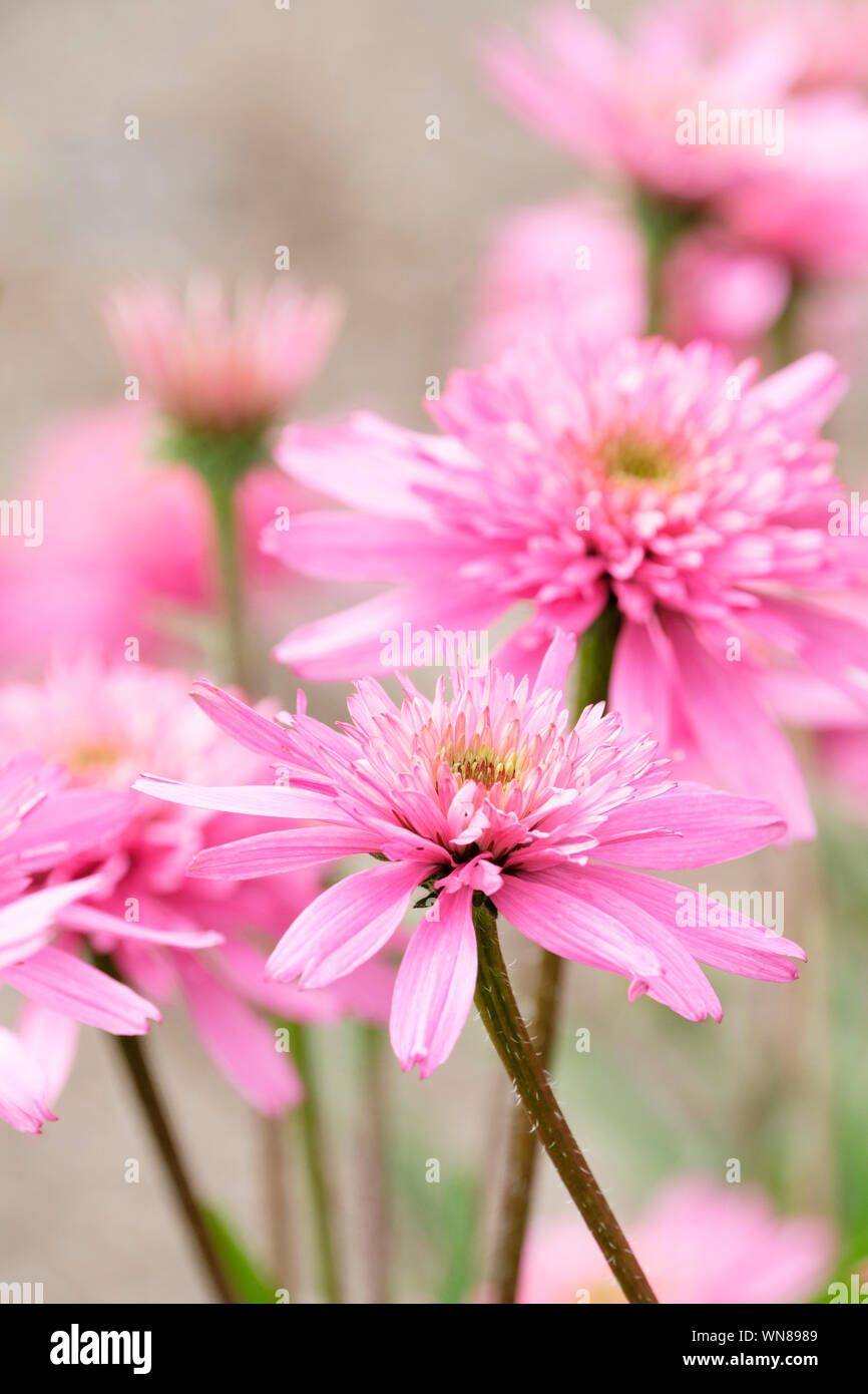 Coneflower mini belle hi-res stock photography and images - Alamy