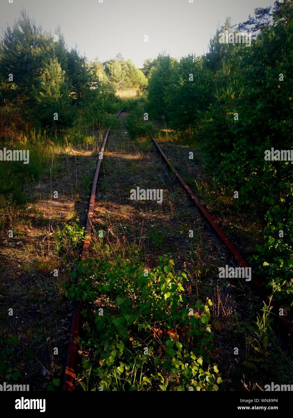 Overgrown Railway Track High Resolution Stock Photography and Images ...
