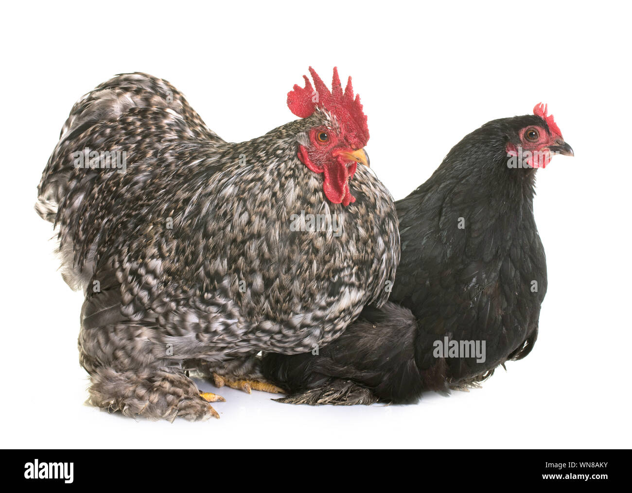 Two white chickens hi-res stock photography and images - Alamy