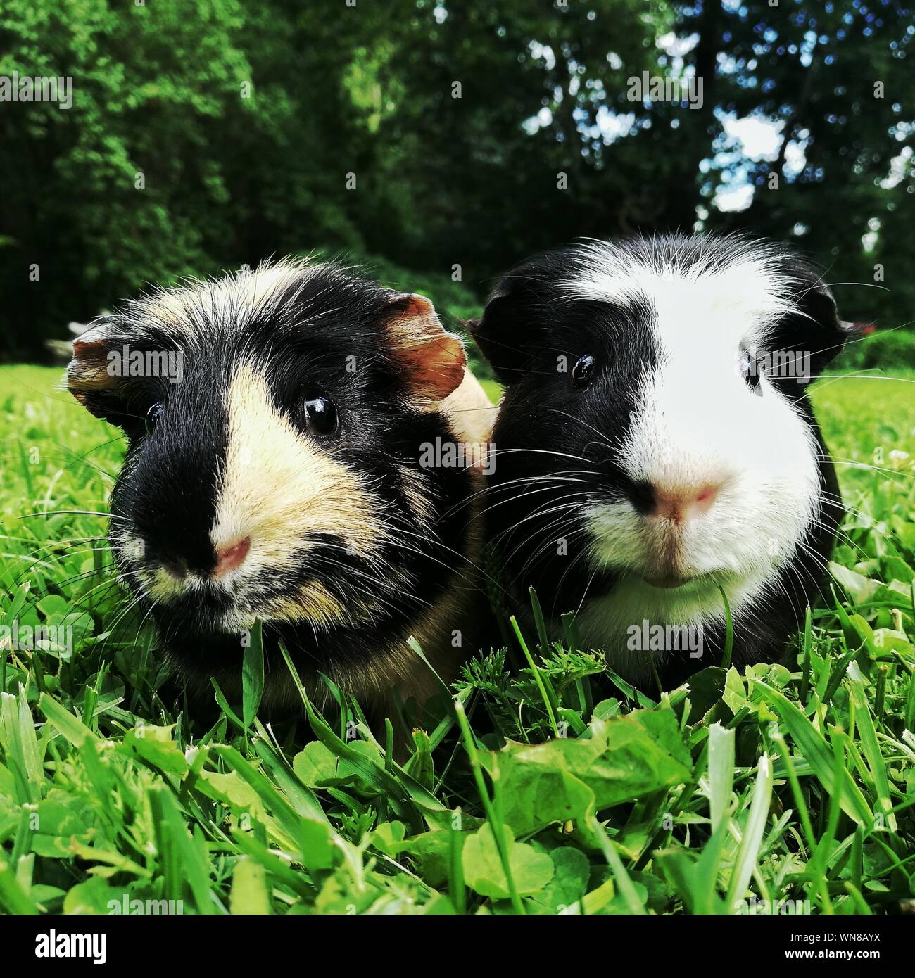 Guinea pig in grass hi-res stock photography and images - Alamy