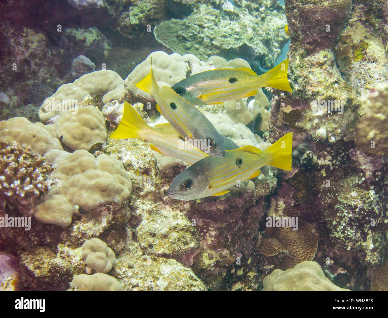 One spot snapper in the Red Sea Stock Photo - Alamy