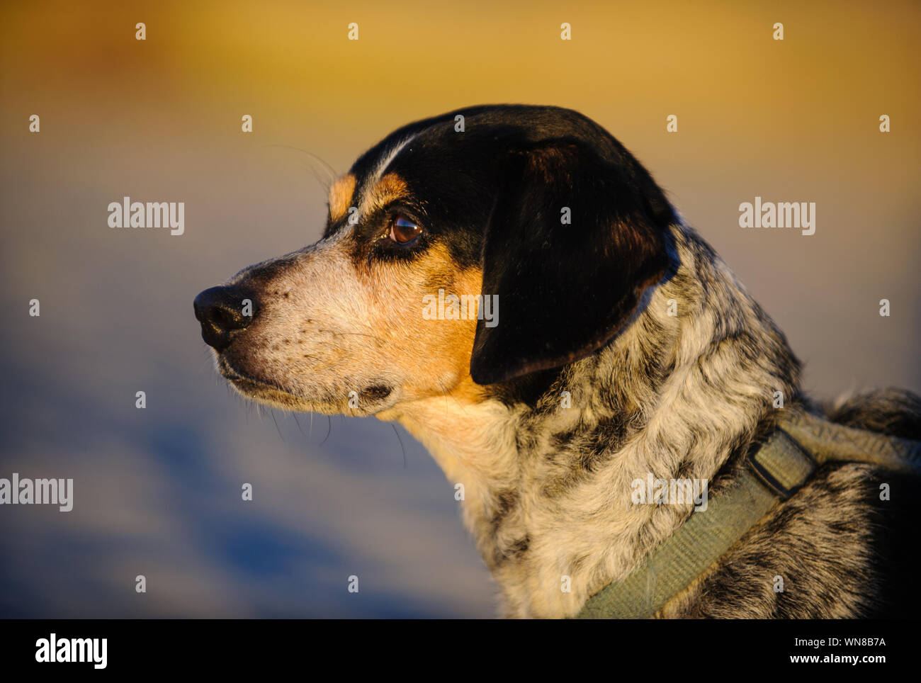 Side View Beagle Head High Resolution Stock Photography and Images - Alamy