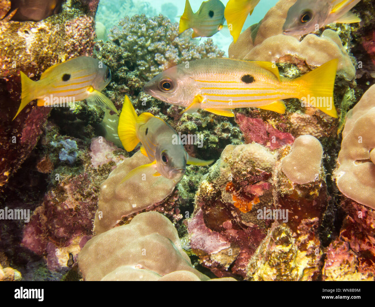 One spot snapper in the Red Sea Stock Photo - Alamy