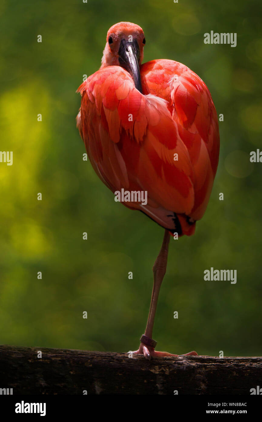 Ibis standing on one leg hi-res stock photography and images - Alamy