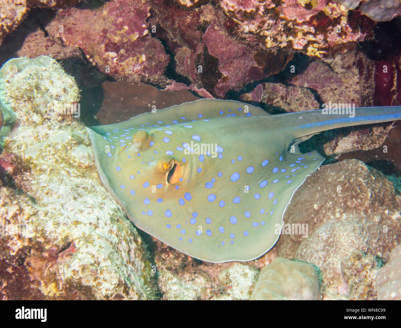 Blue Spotted Sting Ray Stock Photo - Alamy