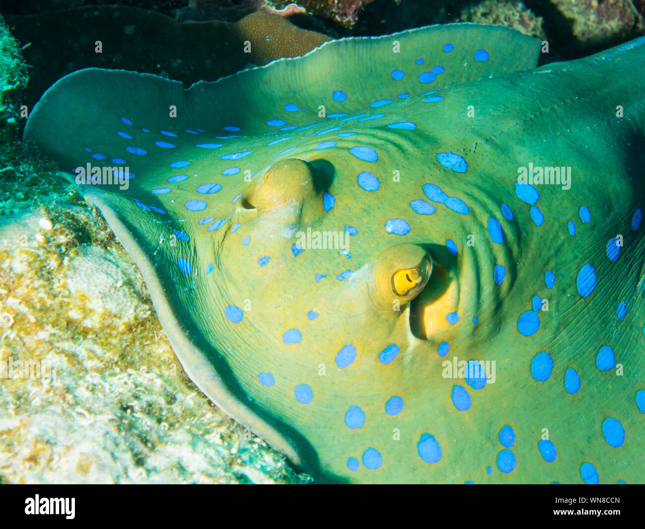 Blue Spotted Sting Ray Stock Photo - Alamy