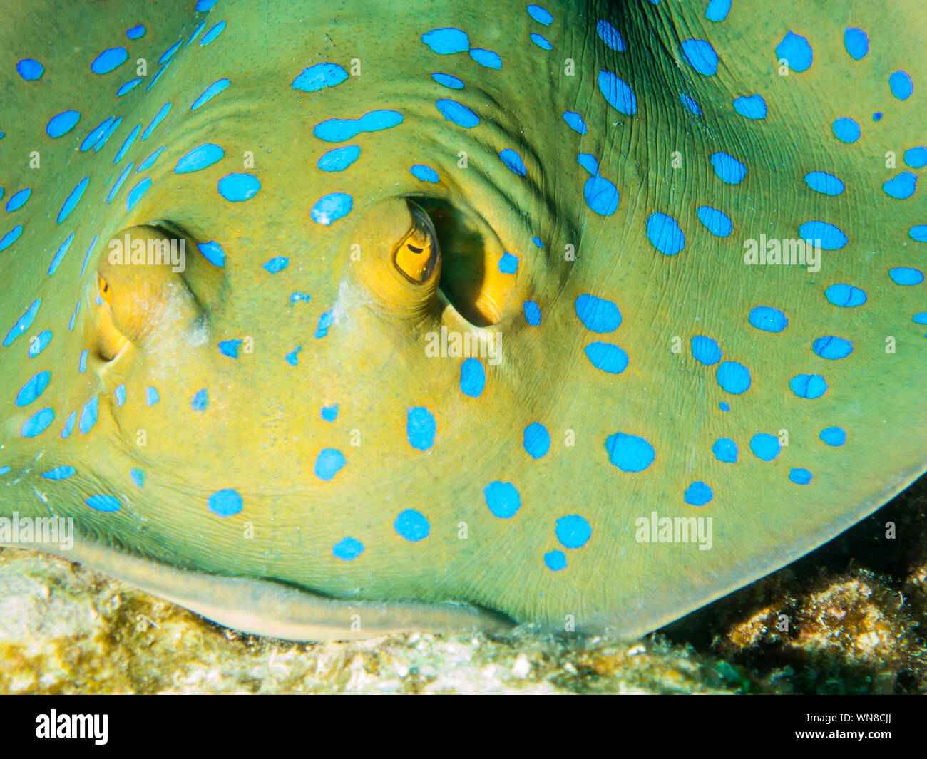 Blue Spotted Sting Ray Stock Photo - Alamy
