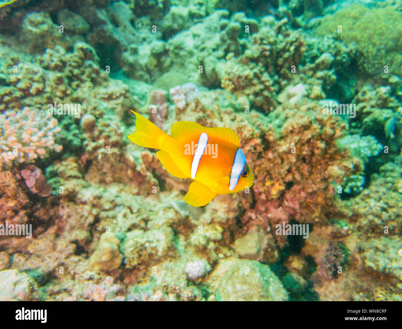 Red Sea Anemone fish Stock Photo - Alamy