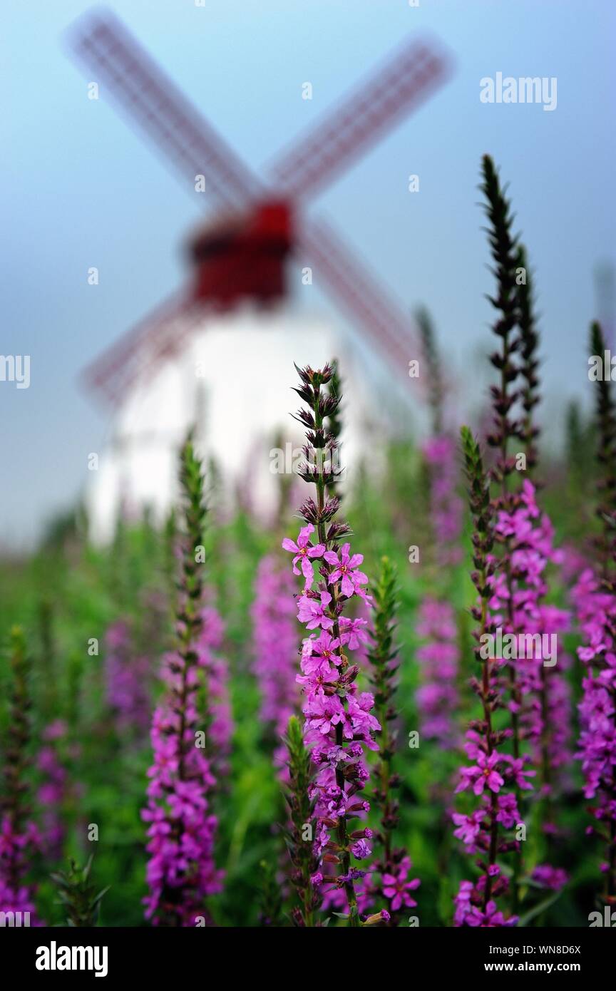 Purple windmill hi-res stock photography and images - Alamy
