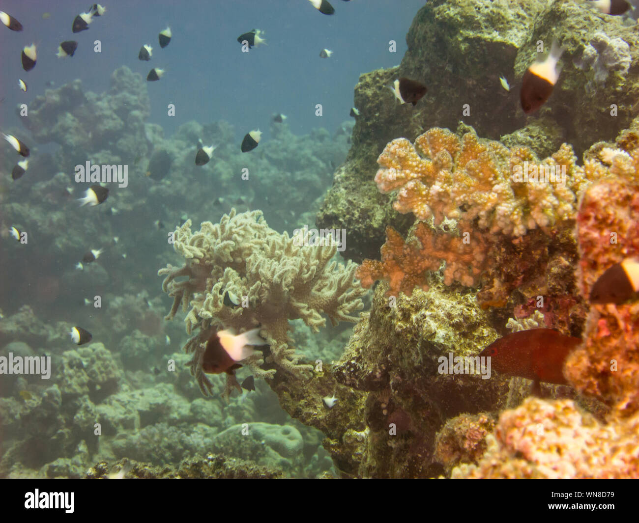 Coral Reef in the Red Sea Stock Photo - Alamy