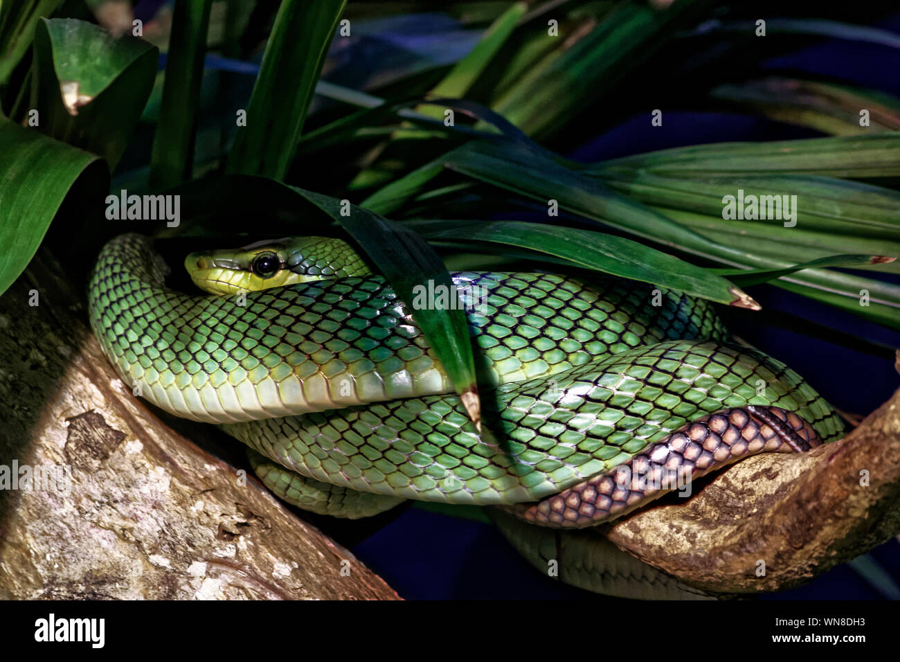 Red tailed green rat snake hi-res stock photography and images - Alamy