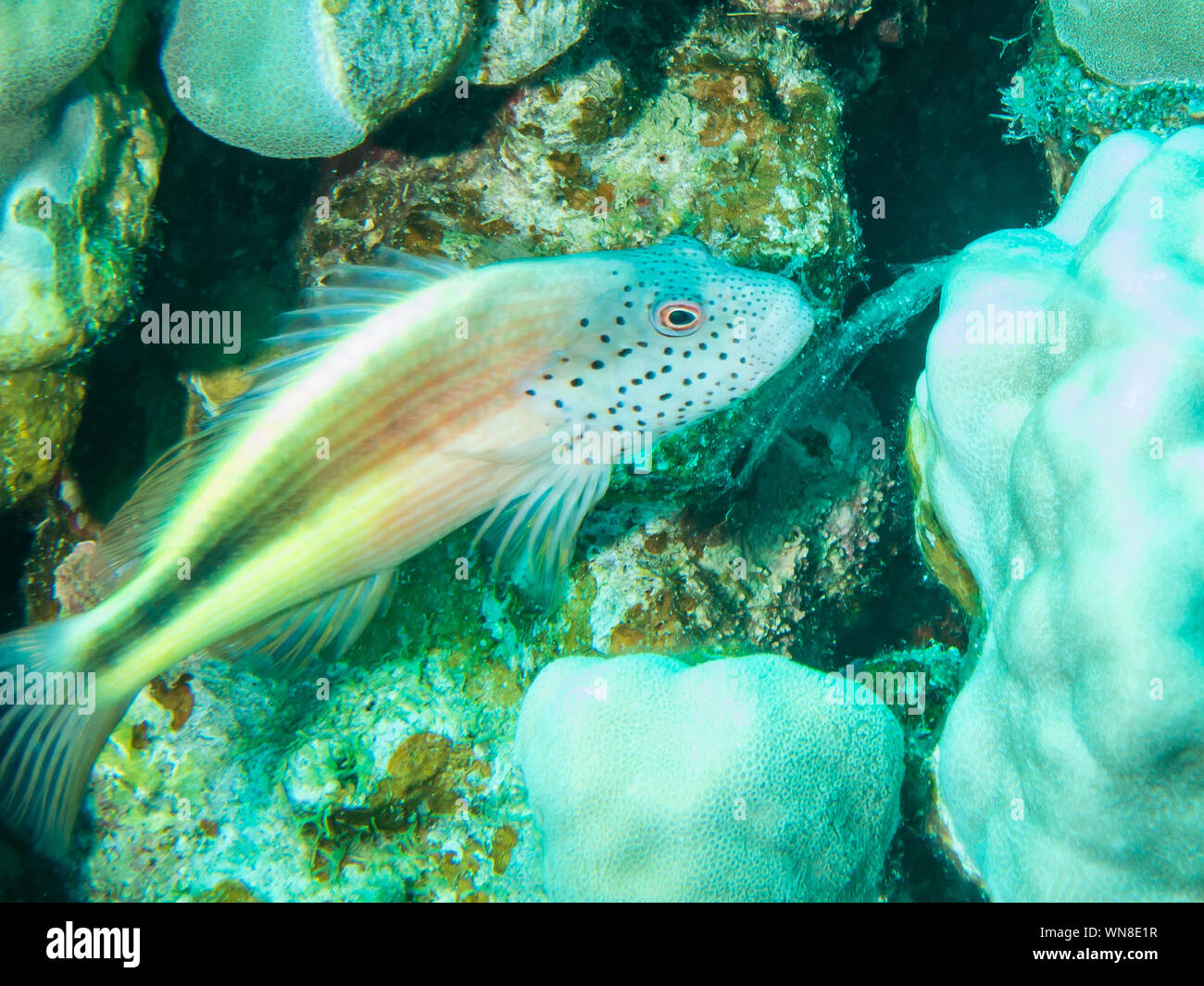 Freckled hawk fish hi-res stock photography and images - Alamy