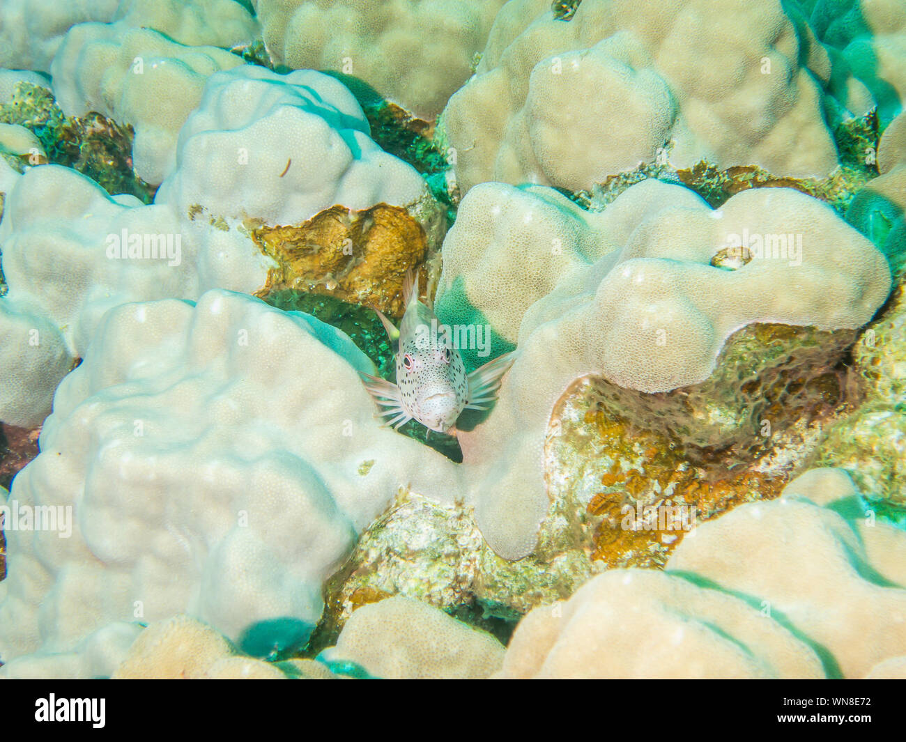 Freckled Hawk Fish Stock Photo - Alamy