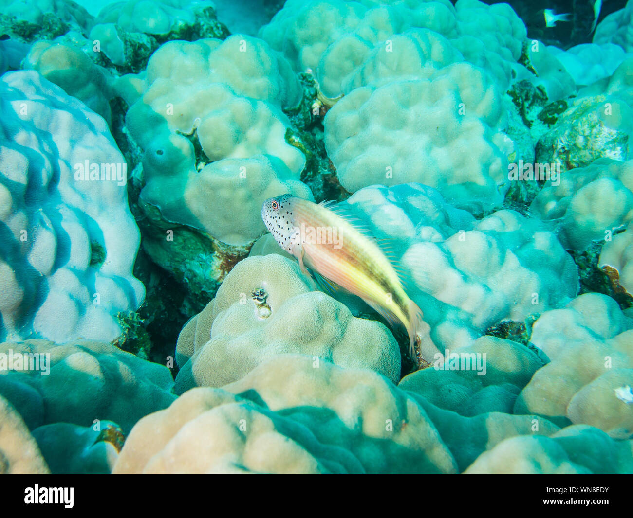 Freckled hawk fish hi-res stock photography and images - Alamy