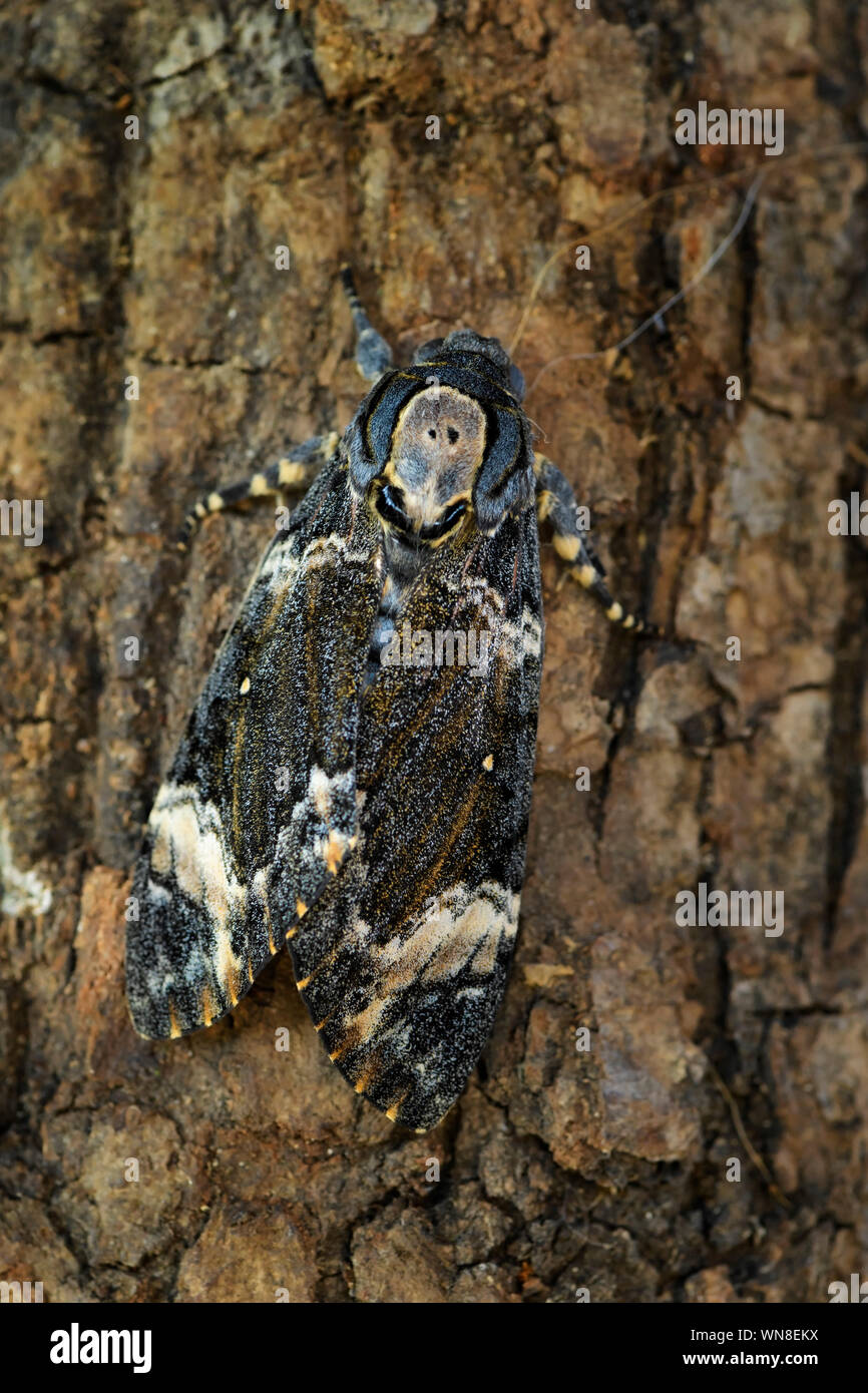 Acherontia styx hi-res stock photography and images - Alamy