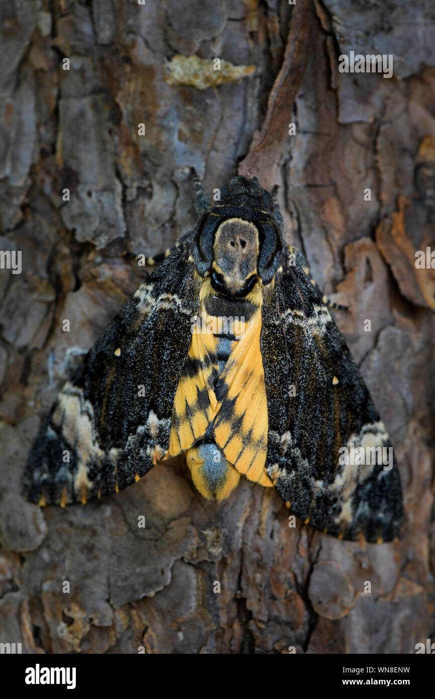 Deaths head hi-res stock photography and images - Alamy