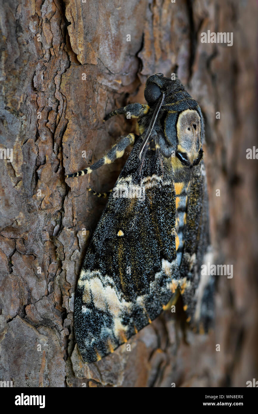 Deaths head moth hi-res stock photography and images - Alamy