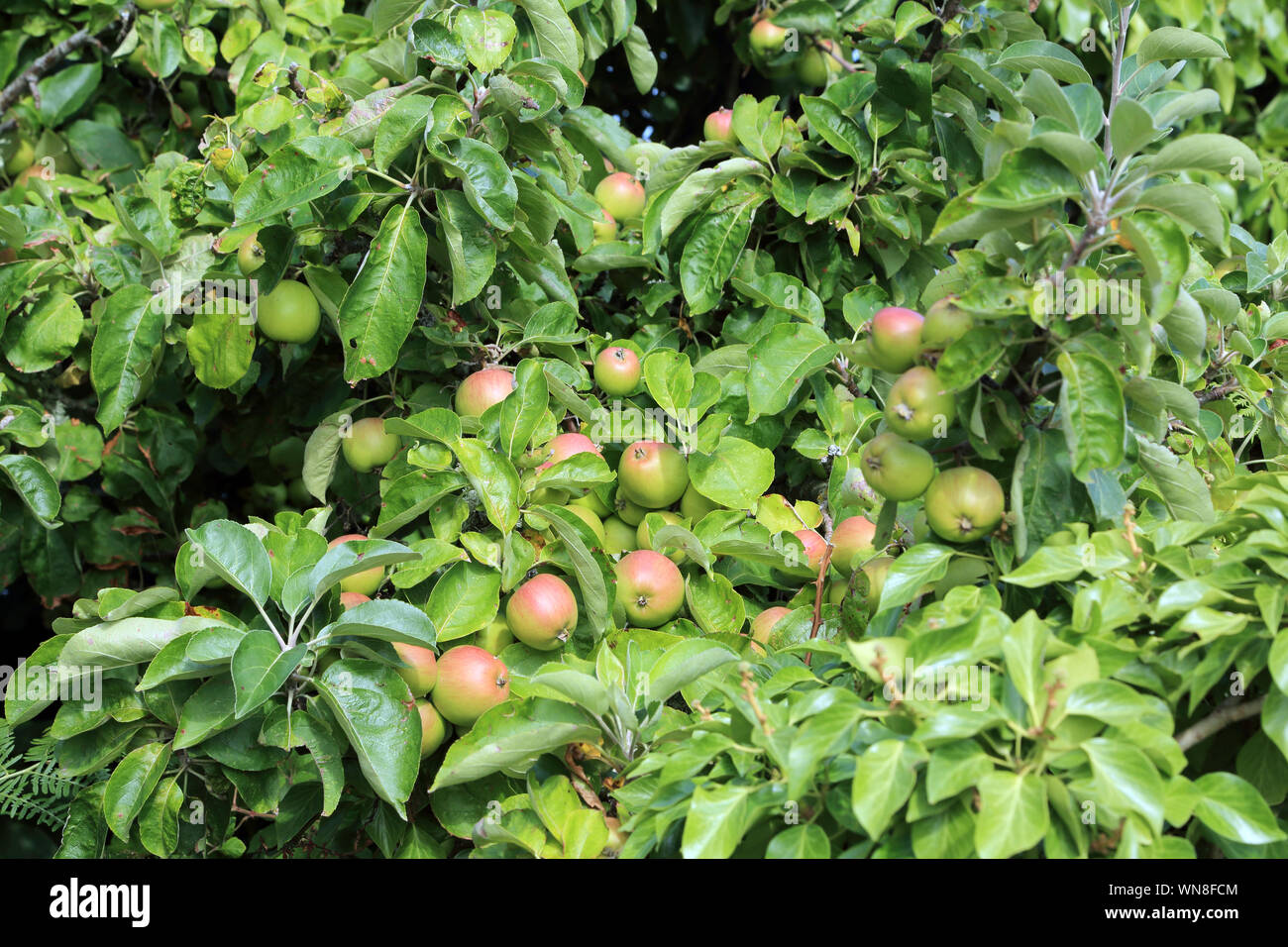 Apples growing france hi-res stock photography and images - Alamy