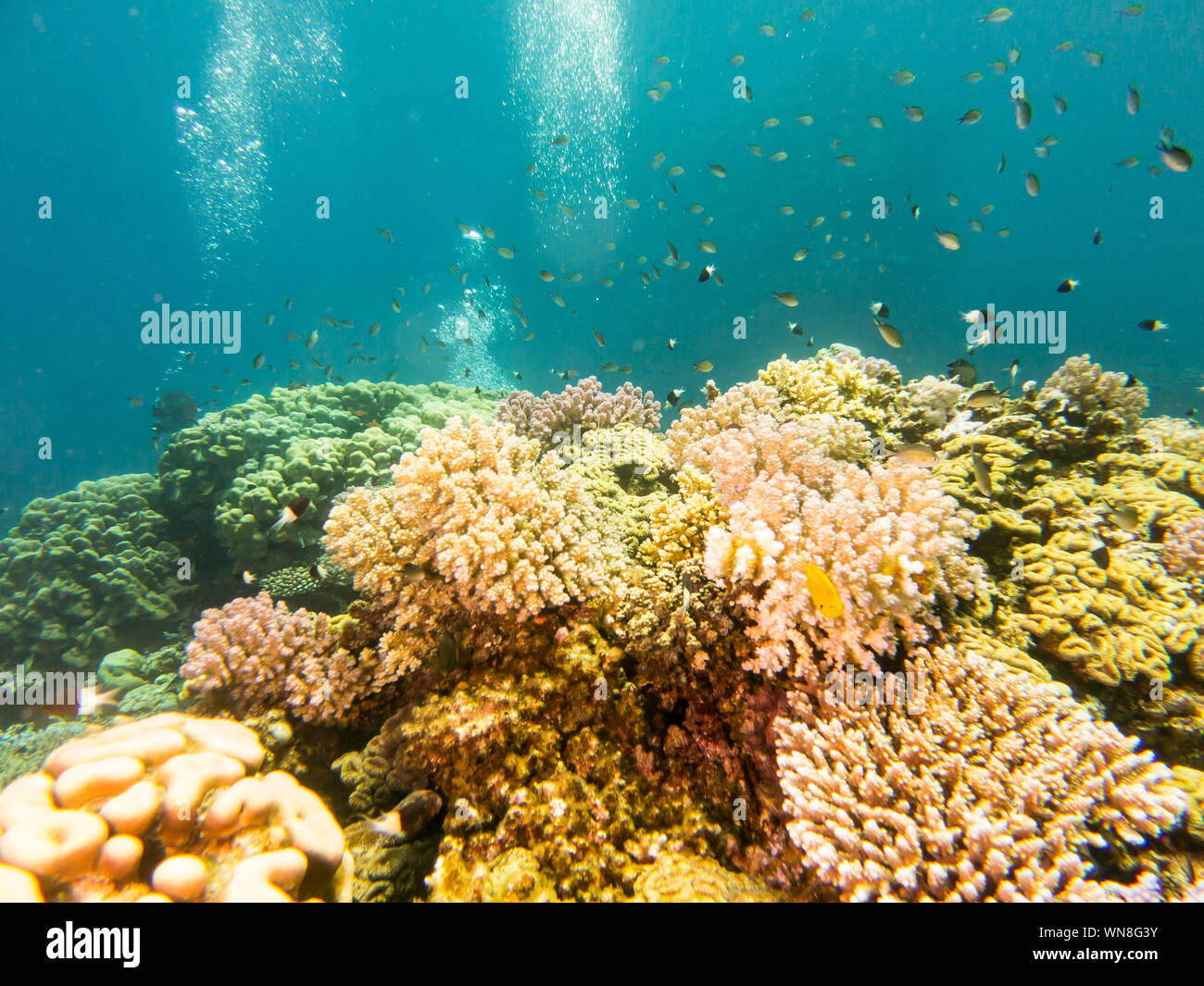 Jeddah coral reef hi-res stock photography and images - Alamy