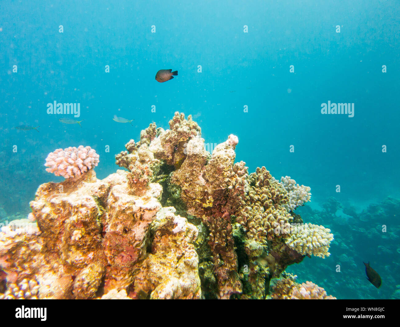 Coral Reef in the Red Sea Stock Photo - Alamy