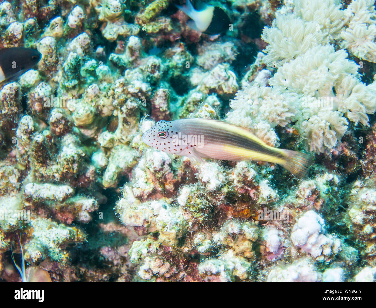 Freckled hawk fish hi-res stock photography and images - Alamy