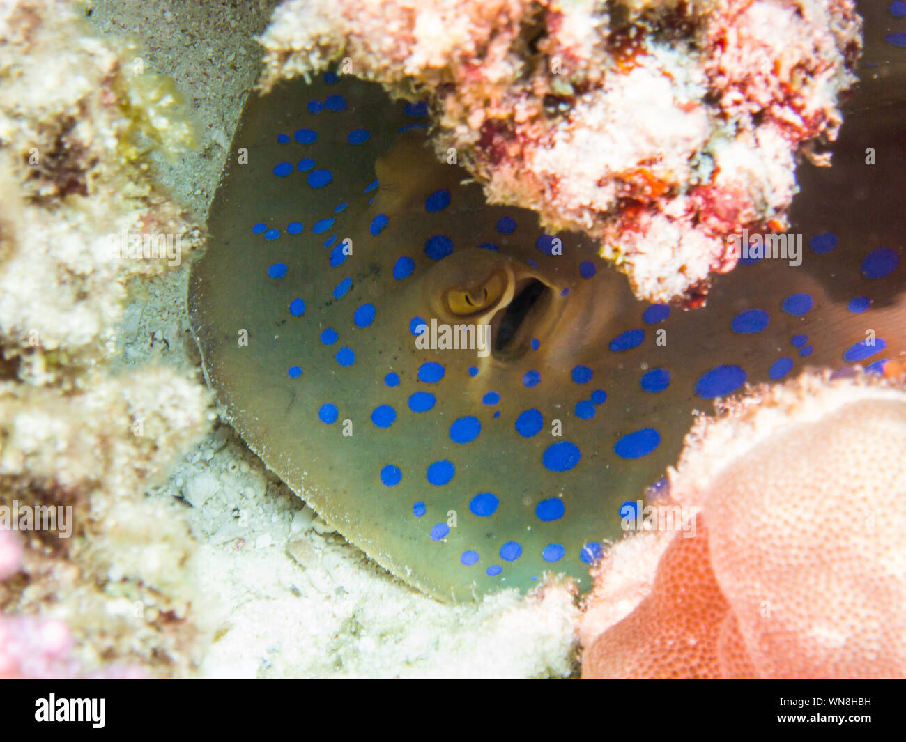 Blue Spotted Sting Ray Stock Photo - Alamy