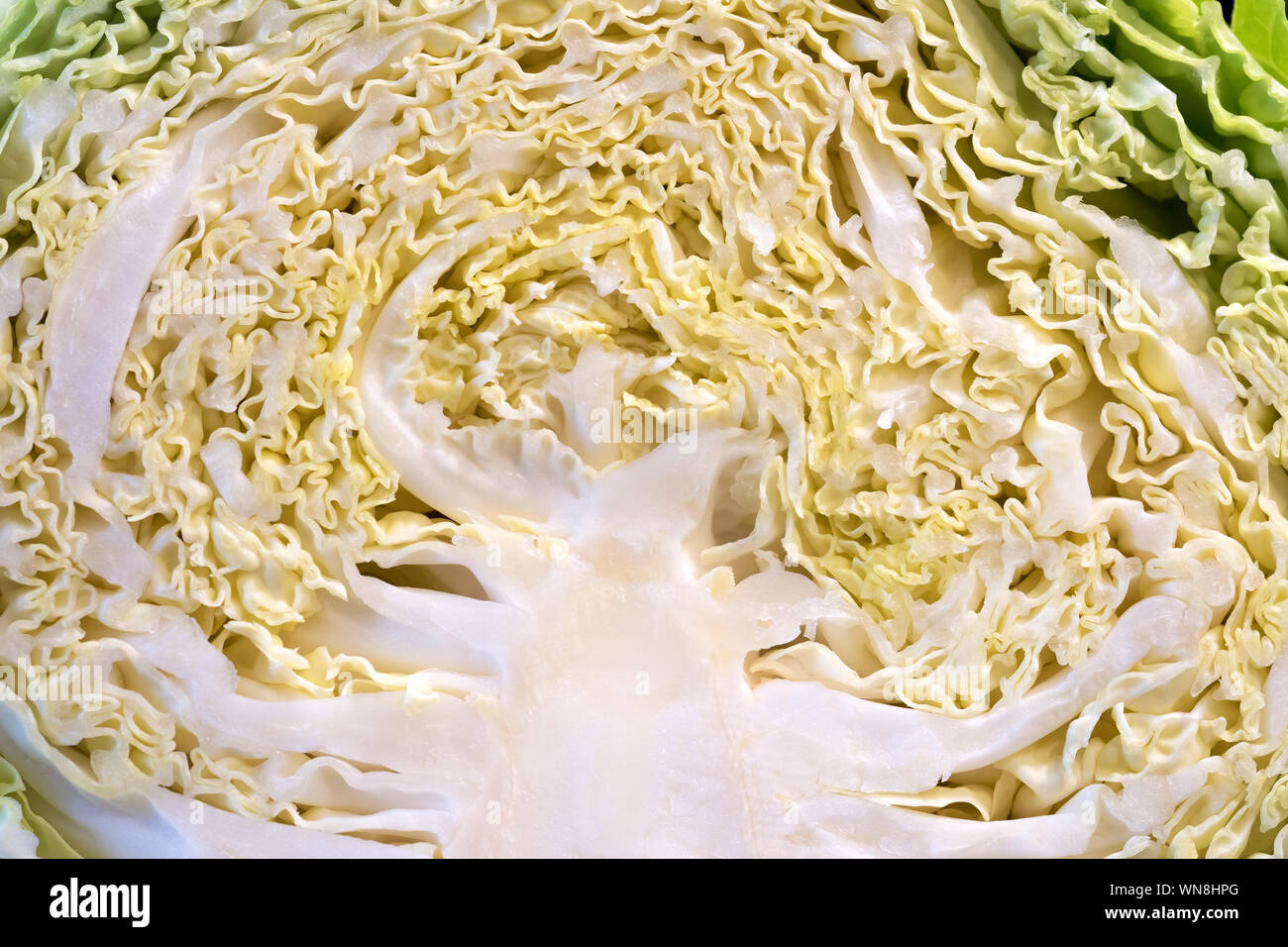 Cross section of a white fresh, crisp, cabbage Stock Photo - Alamy