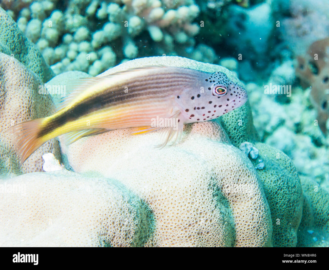 Freckled Hawk Fish Stock Photo - Alamy