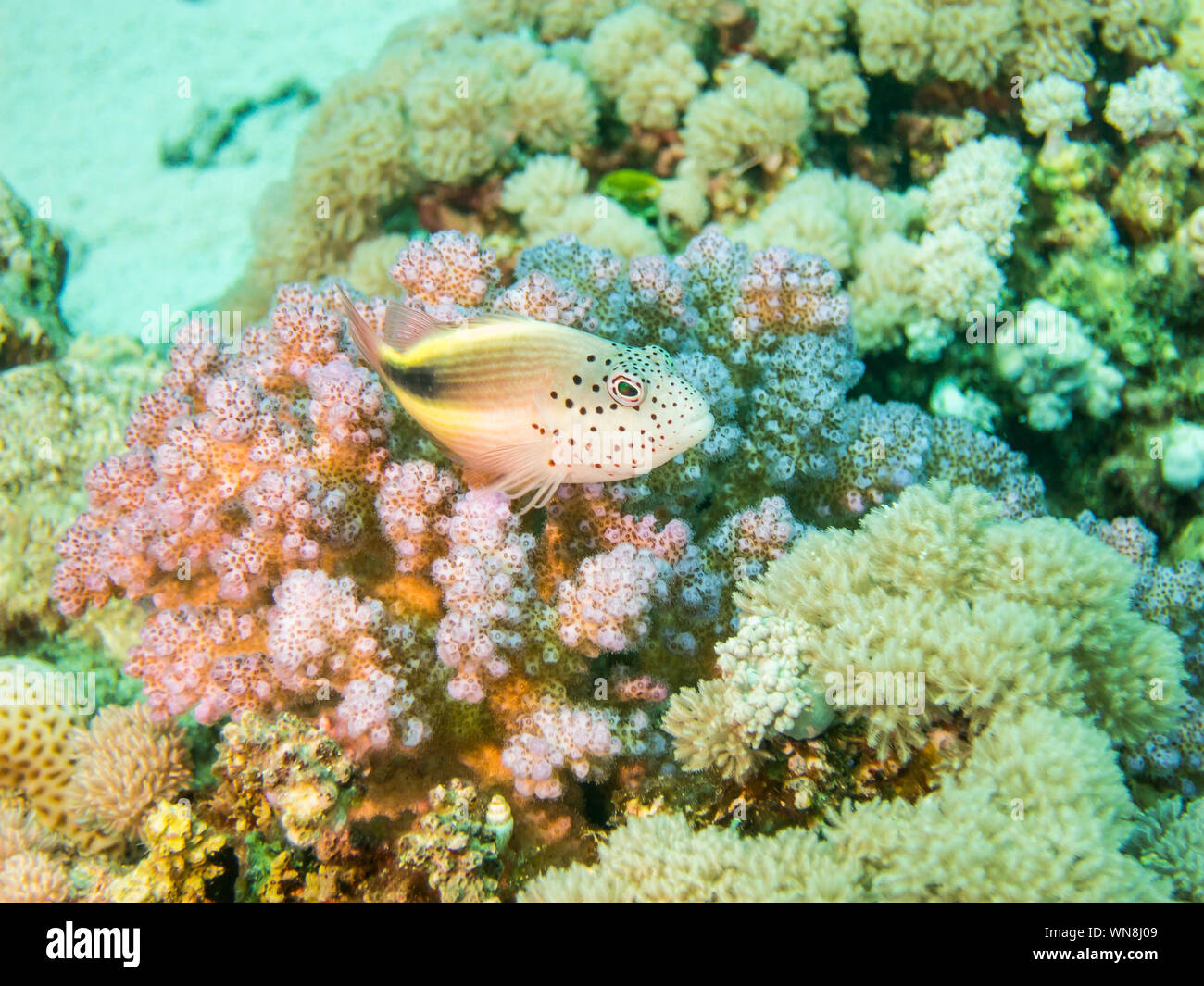 Freckled Hawk Fish Stock Photo - Alamy