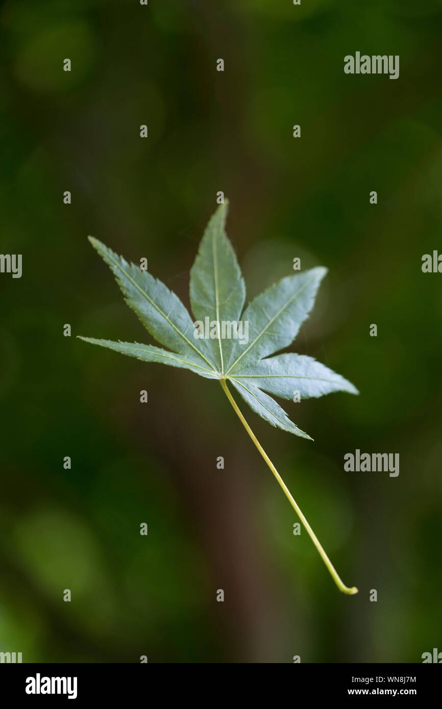 Leaf falling from the tree hi-res stock photography and images - Alamy