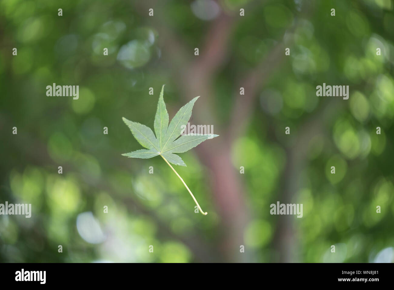 Leaf falling from the tree hi-res stock photography and images - Alamy