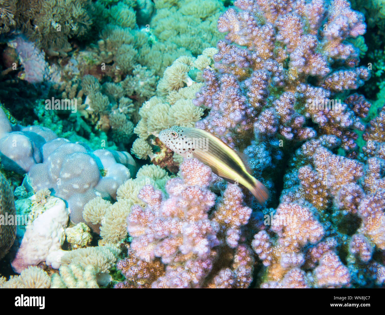 Freckled Hawk Fish Stock Photo - Alamy