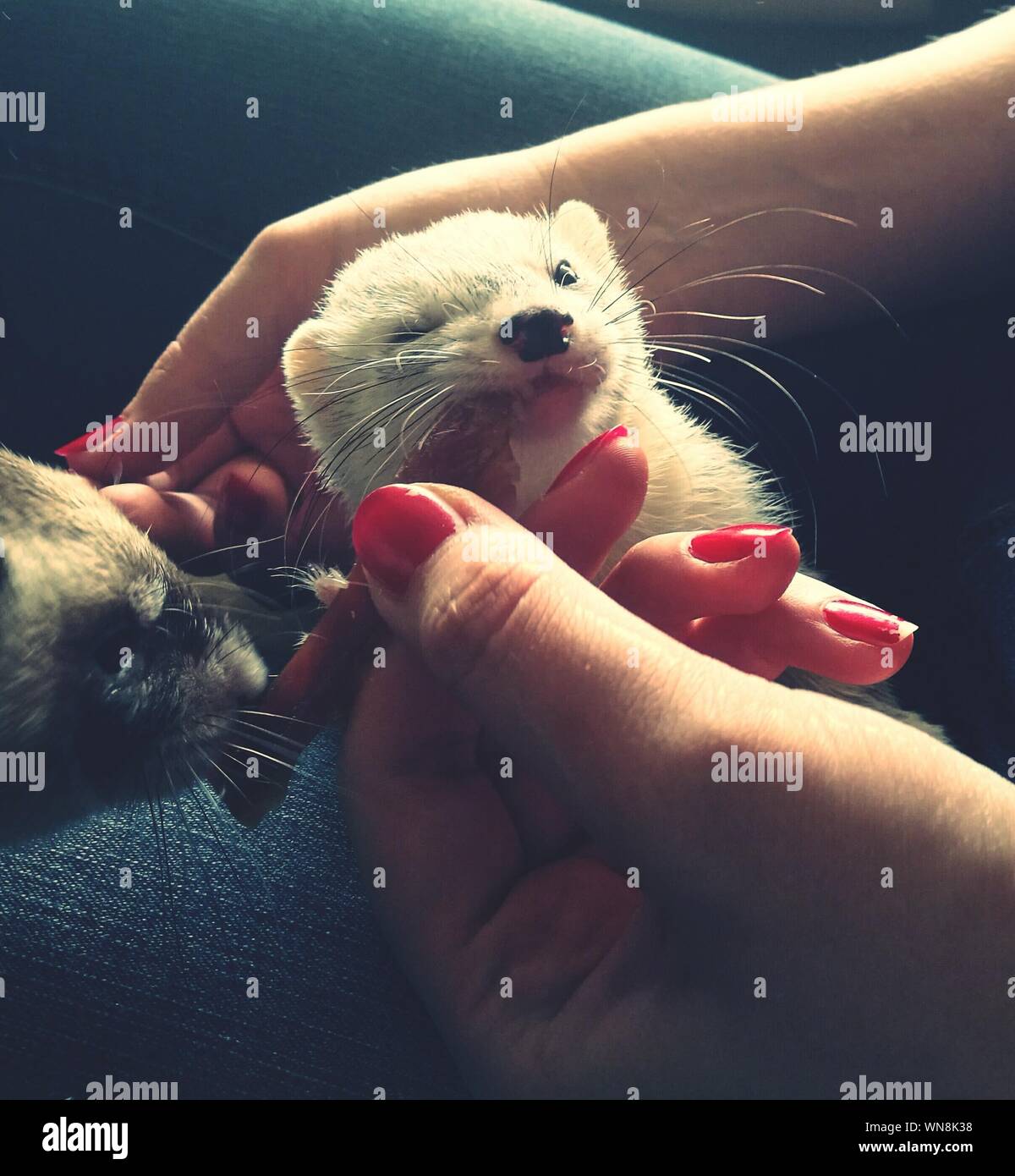 The woman of the ferret hi-res stock photography and images - Alamy