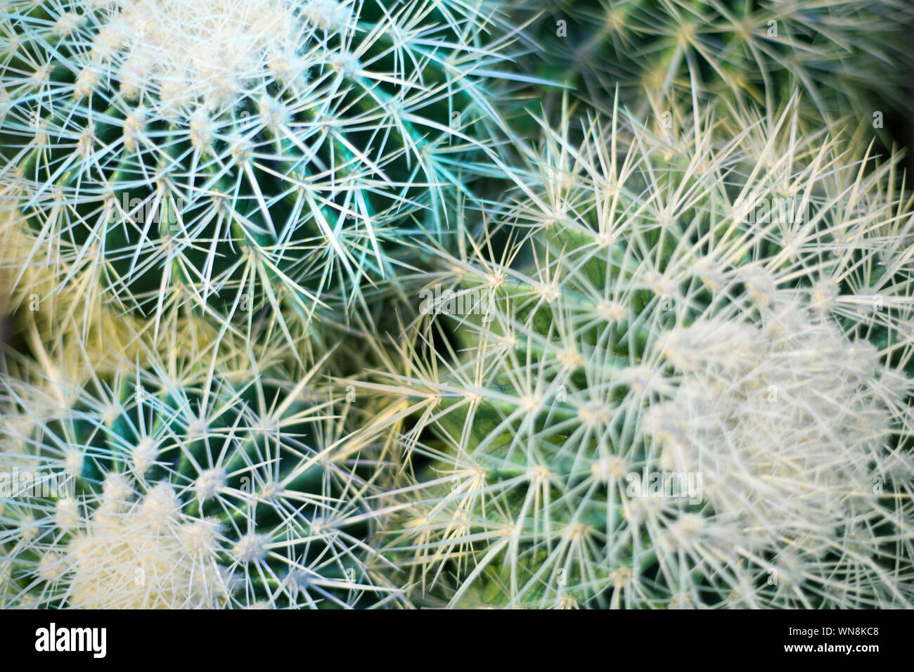 Group of green round beautiful cacti close up macro on blurred ...