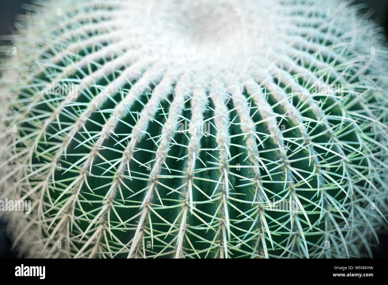 One big green round beautiful cactus close up macro on blurred ...