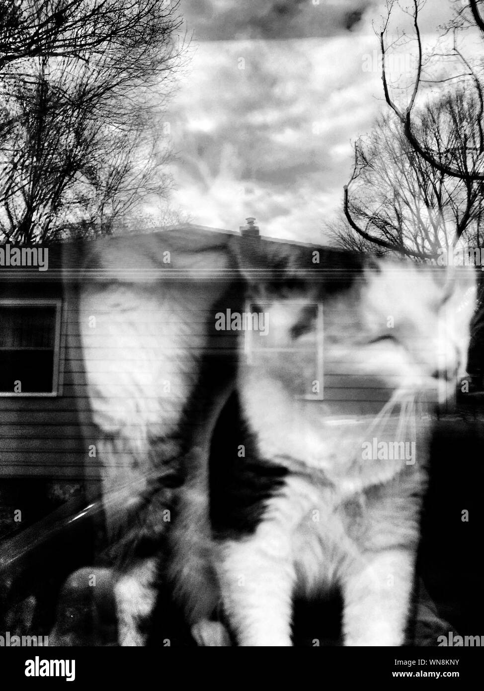 Cat through window hi-res stock photography and images - Alamy