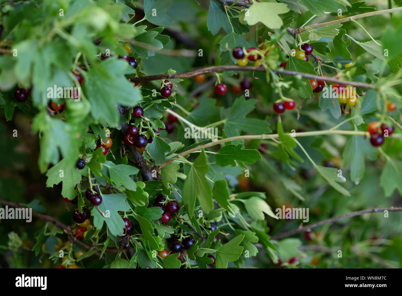 Berry plants hi-res stock photography and images - Alamy