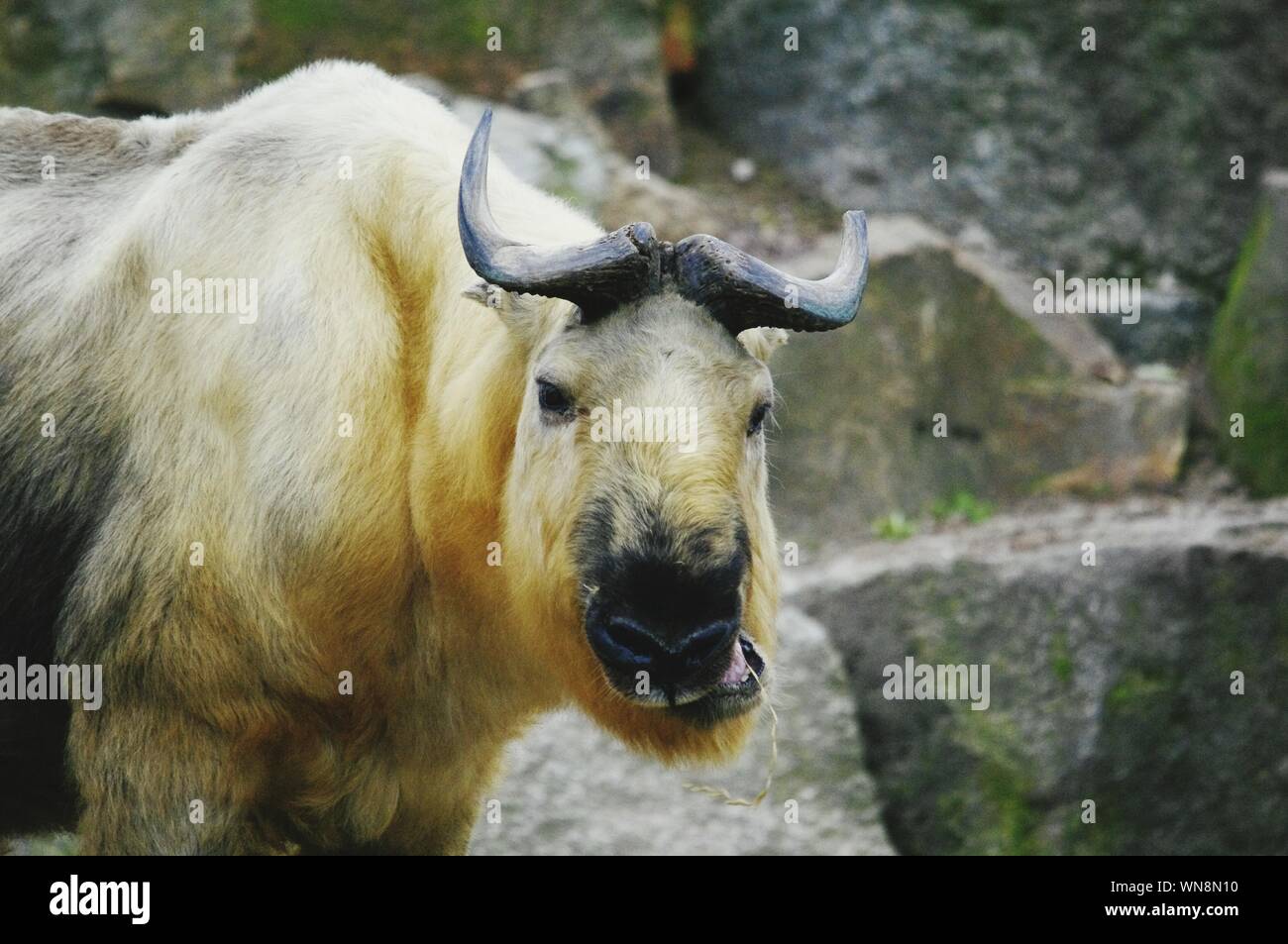 Golden takin hi-res stock photography and images - Alamy
