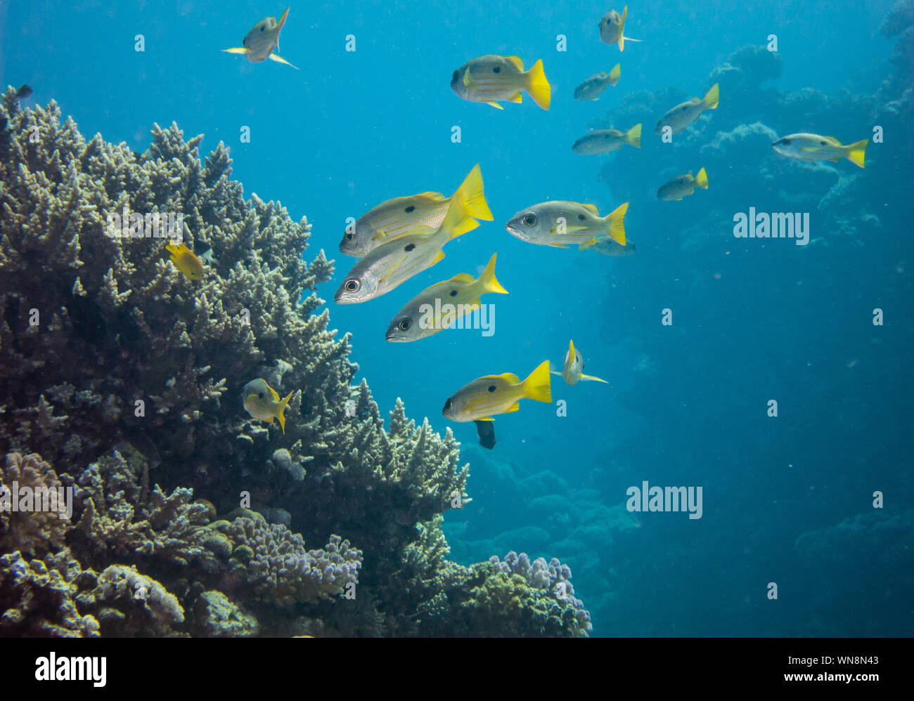One spot snapper in the Red Sea Stock Photo - Alamy