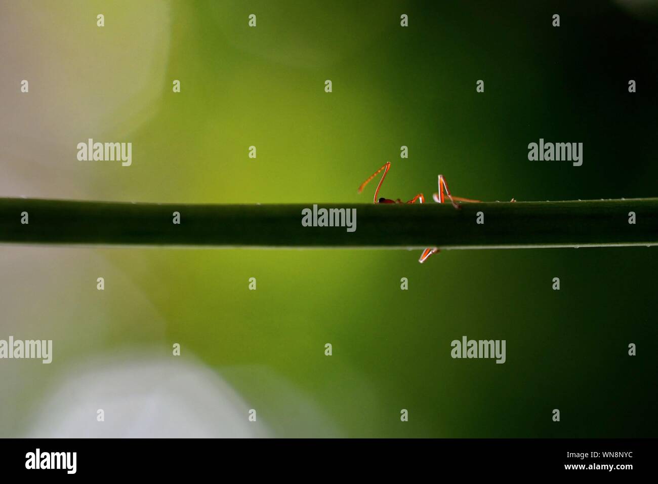 On Blade Of Plant High Resolution Stock Photography and Images - Alamy